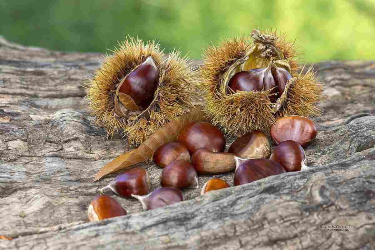 Castagne bollite, i passaggi da seguire per renderle squisite - 15giorni.it